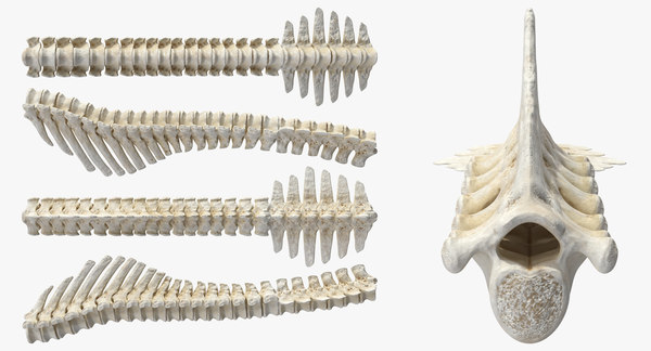 3D animal spine vertebrae bones - TurboSquid 1337200