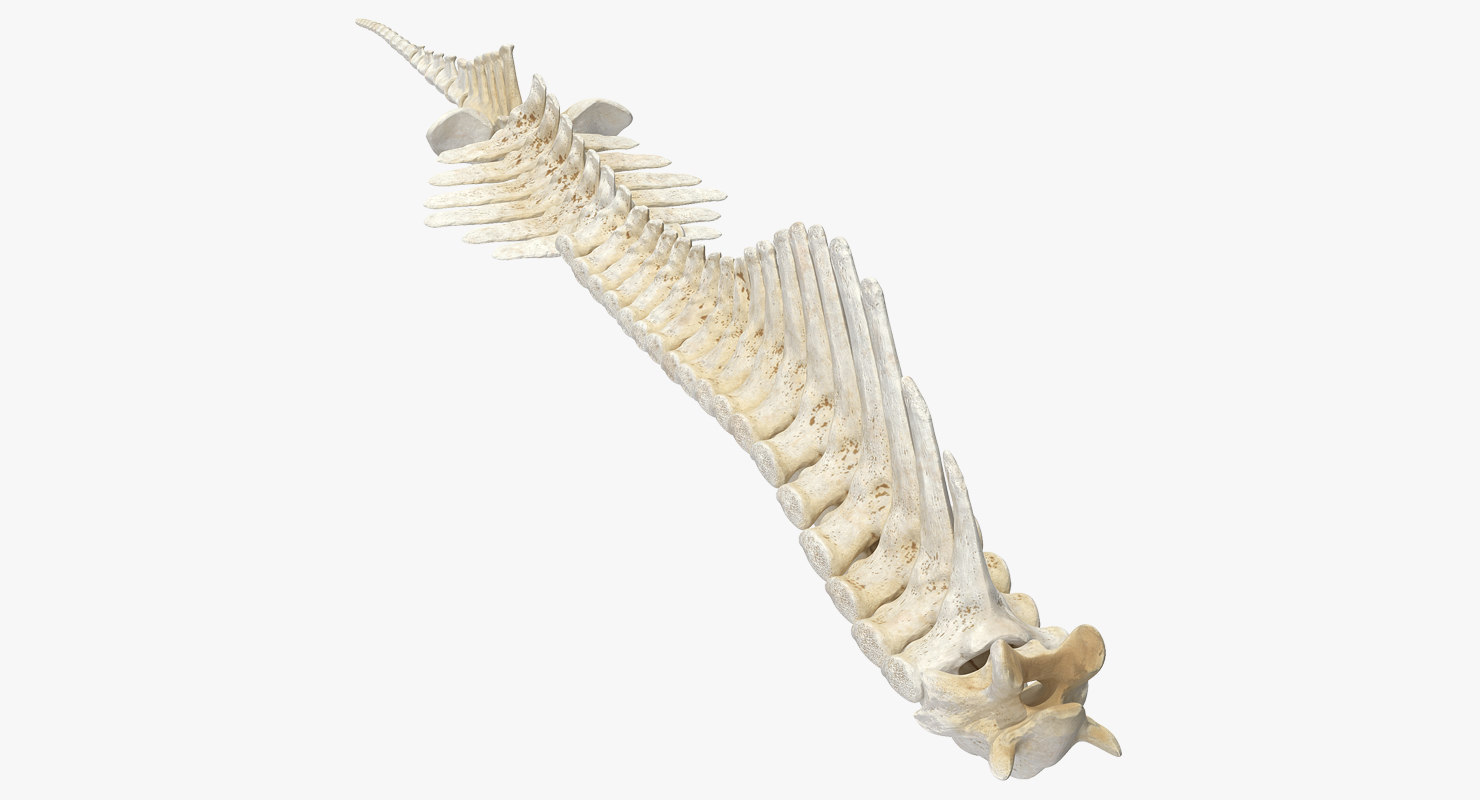 Animal spine vertebrae bones 3D model - TurboSquid 1337202
