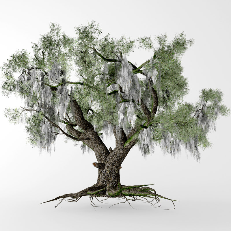 Live oak 3D model - TurboSquid 1337040
