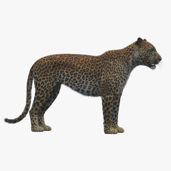 Leopard 3D Models for Download | TurboSquid