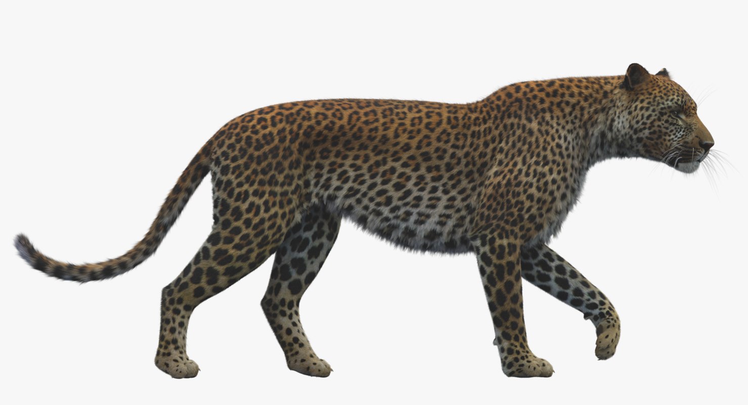 3D model leopard rigged - TurboSquid 1337282