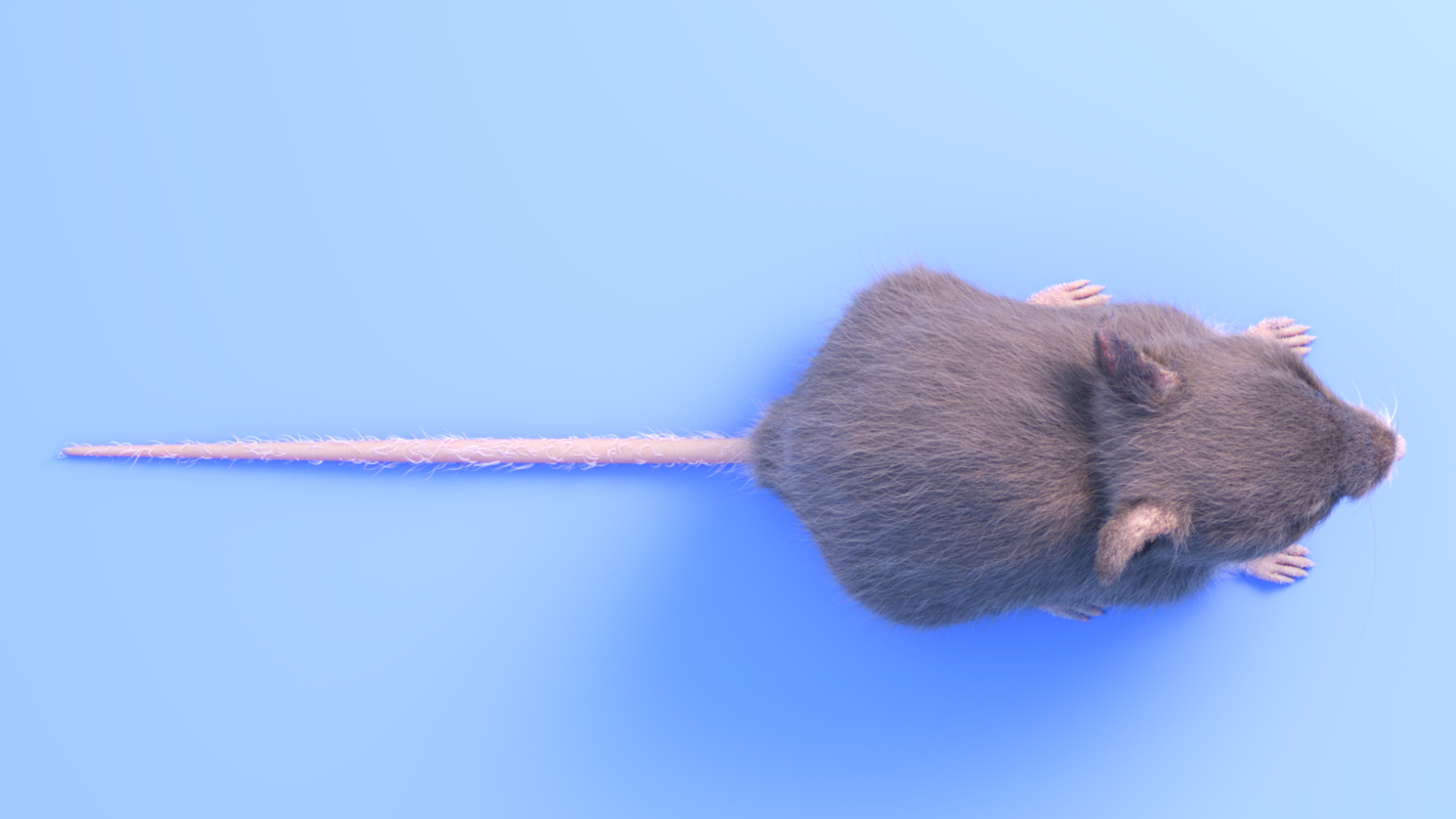 Realistic mouse - fur color 3D model - TurboSquid 1318263