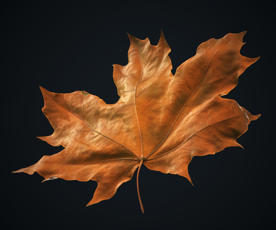 3D autumn maple leaf 1 model - TurboSquid 1337860
