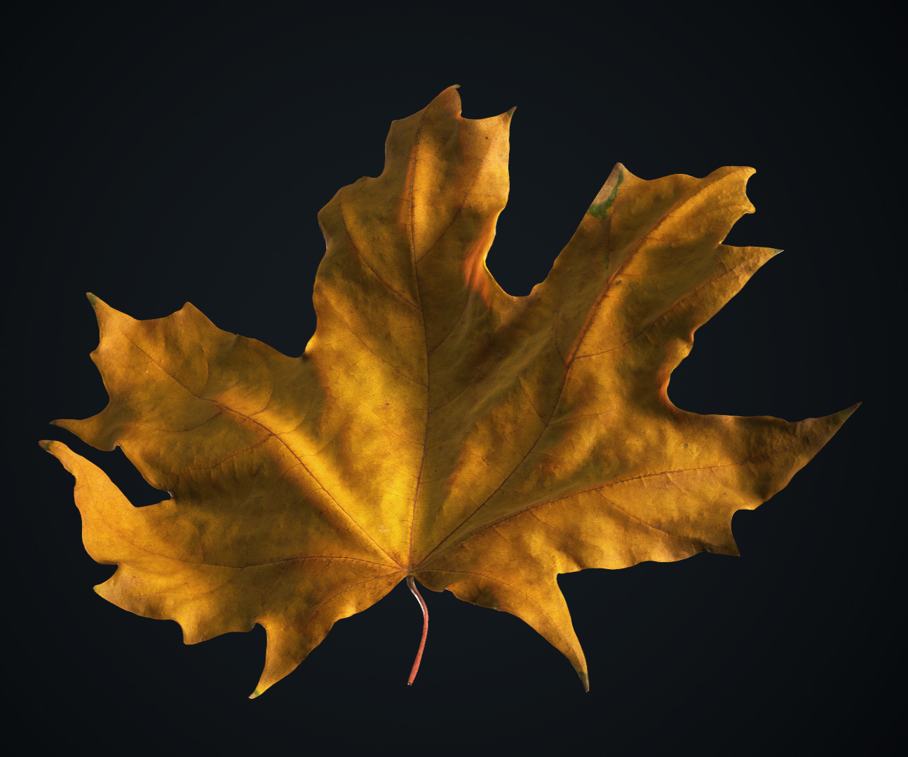 3D autumn maple leaf 1 model - TurboSquid 1337860