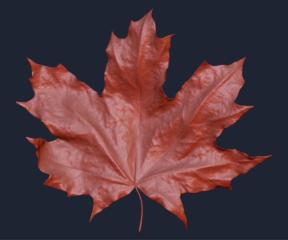 3D autumn maple leaf 1 model - TurboSquid 1337860