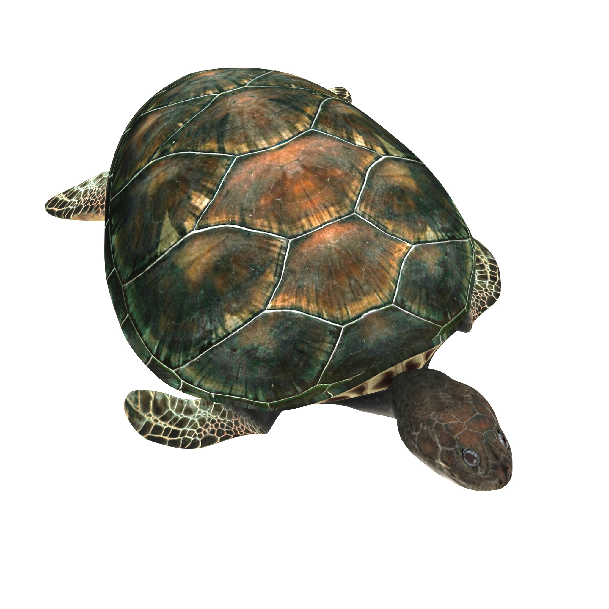 modelo 3d Tortuga marina - TurboSquid 1337904