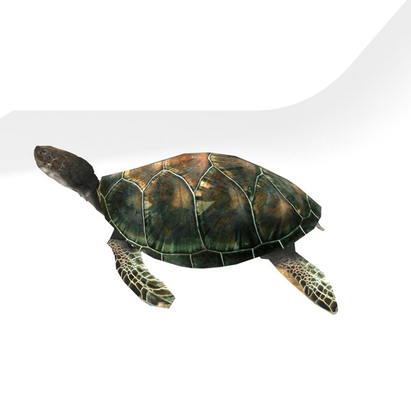 Sea turtle 3D model - TurboSquid 1337904