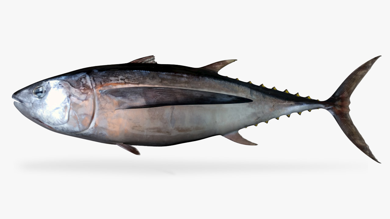 3D albacore model - TurboSquid 1338013