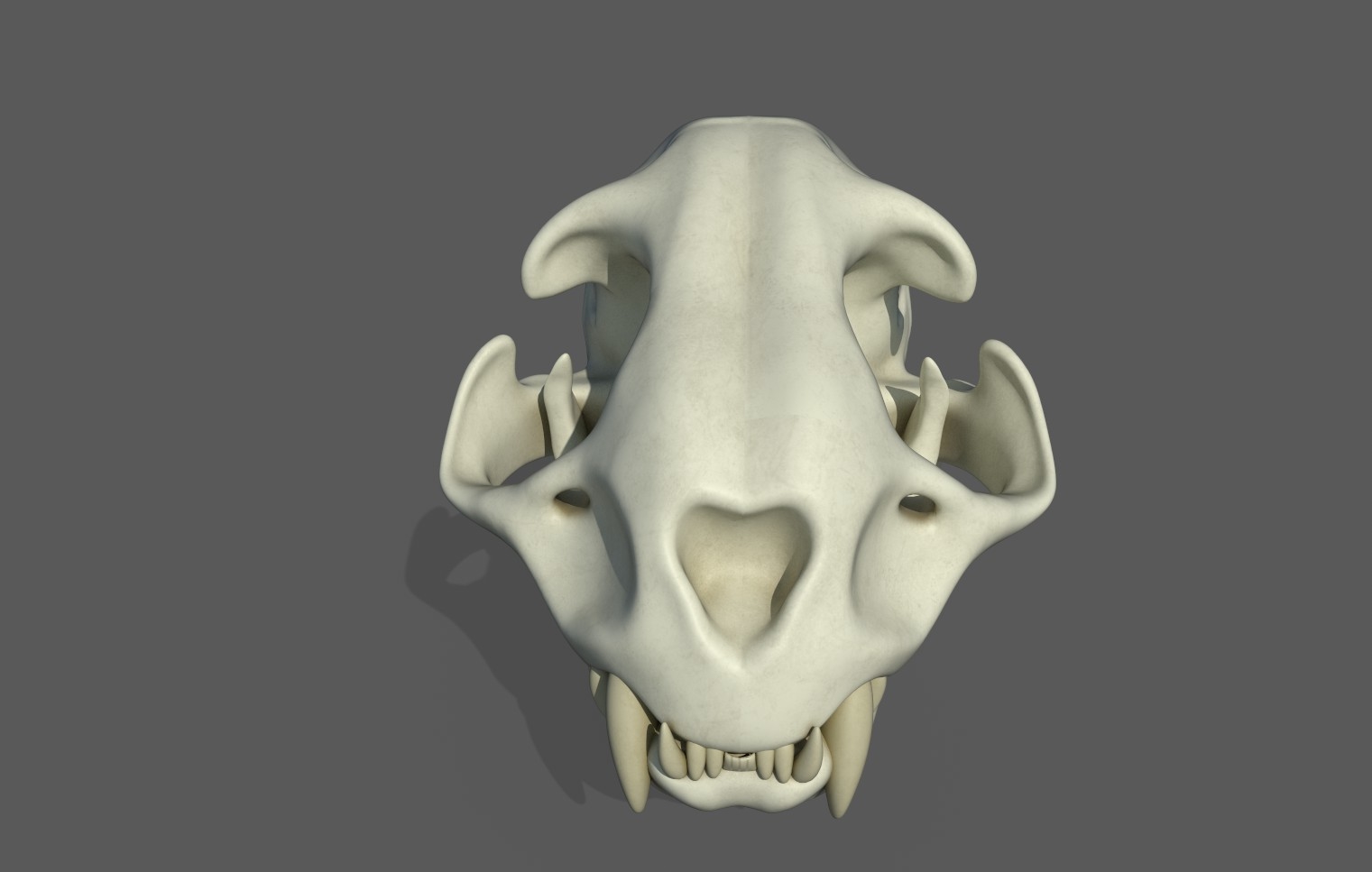 What Does A Cat Skull Look Like What Does A Cat Skull Look Like