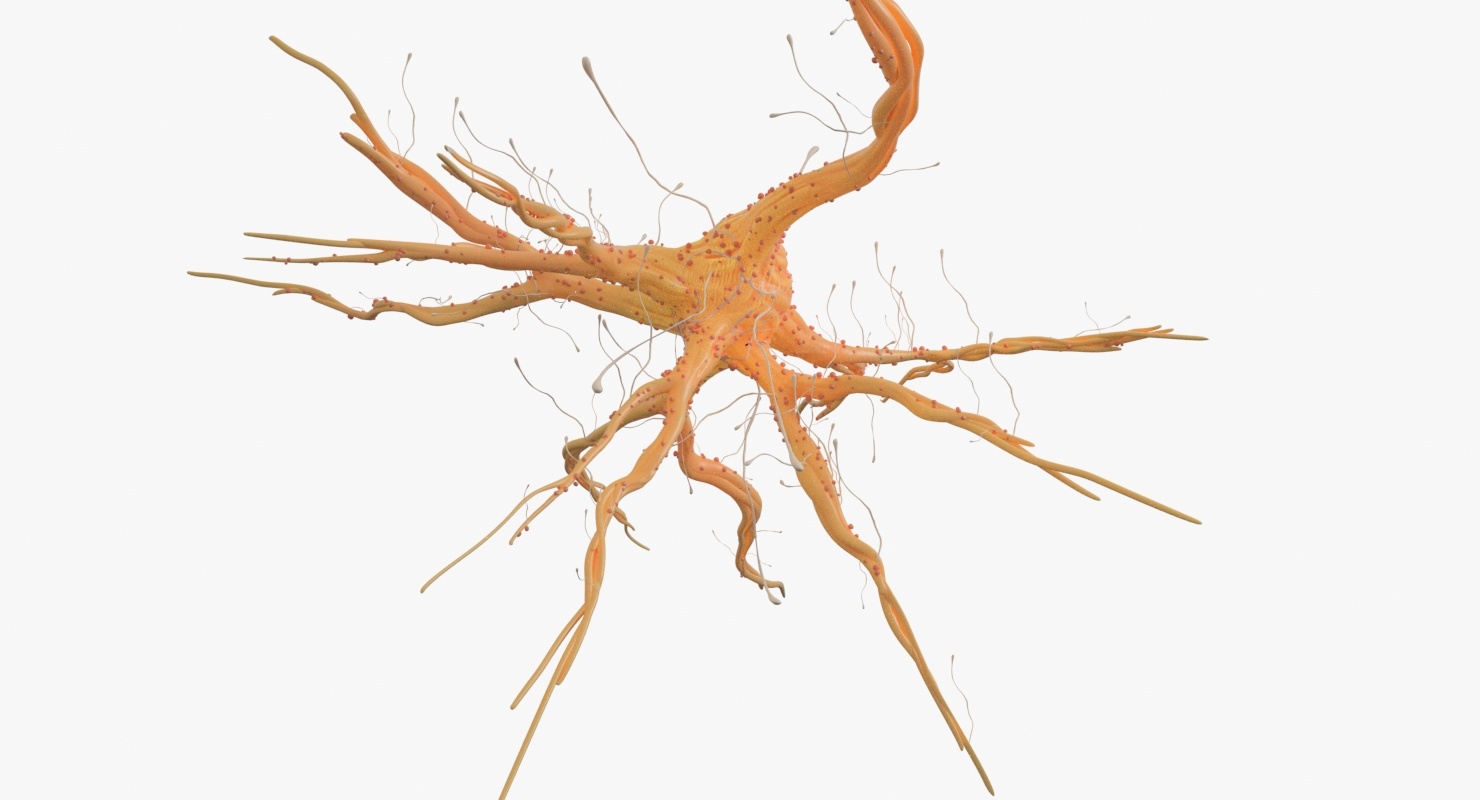 3D nerve cell - TurboSquid 1338391