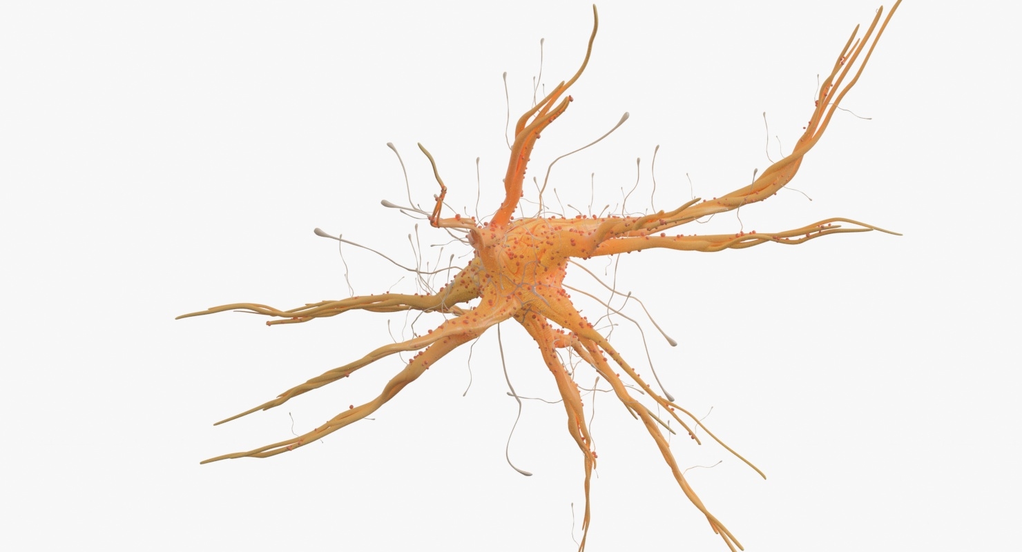 3D nerve cell - TurboSquid 1338391