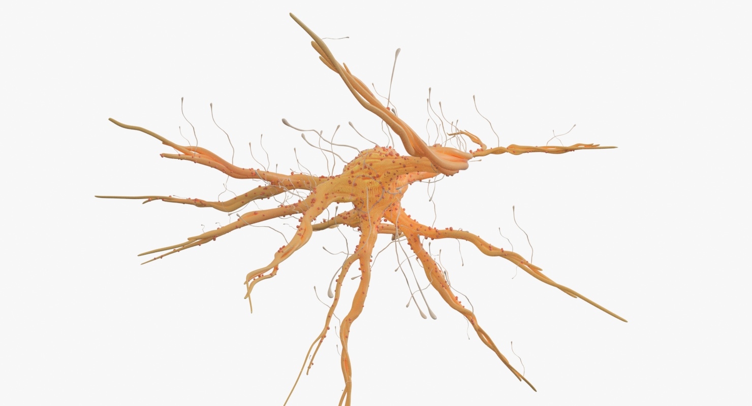3D nerve cell - TurboSquid 1338391