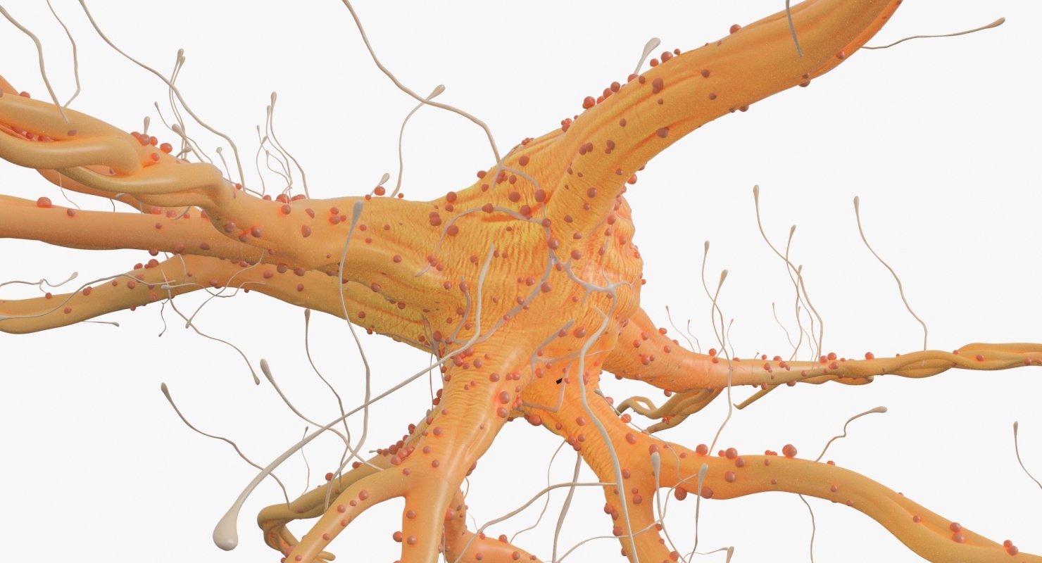 3D nerve cell - TurboSquid 1338391