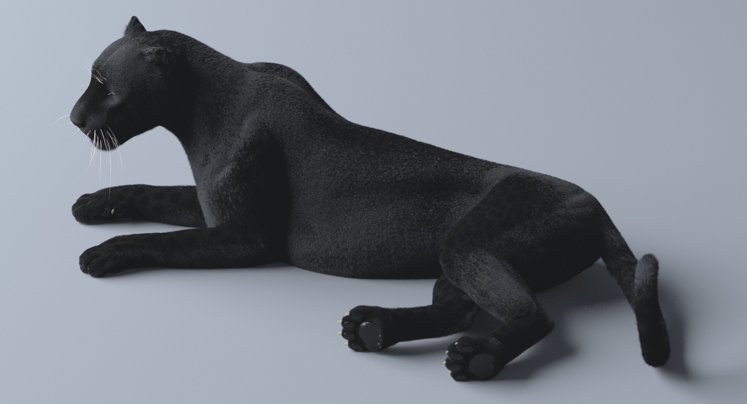Panther rigged 3D - TurboSquid 1338580