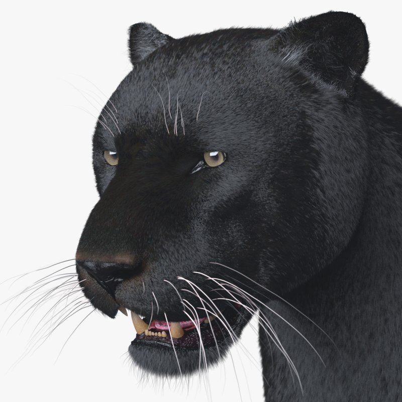 Panther 3D model - TurboSquid 1338567