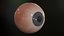 3D model realistic human eye pbr - TurboSquid 1338624