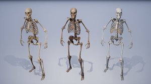 realistic human skeletal bones 3d model