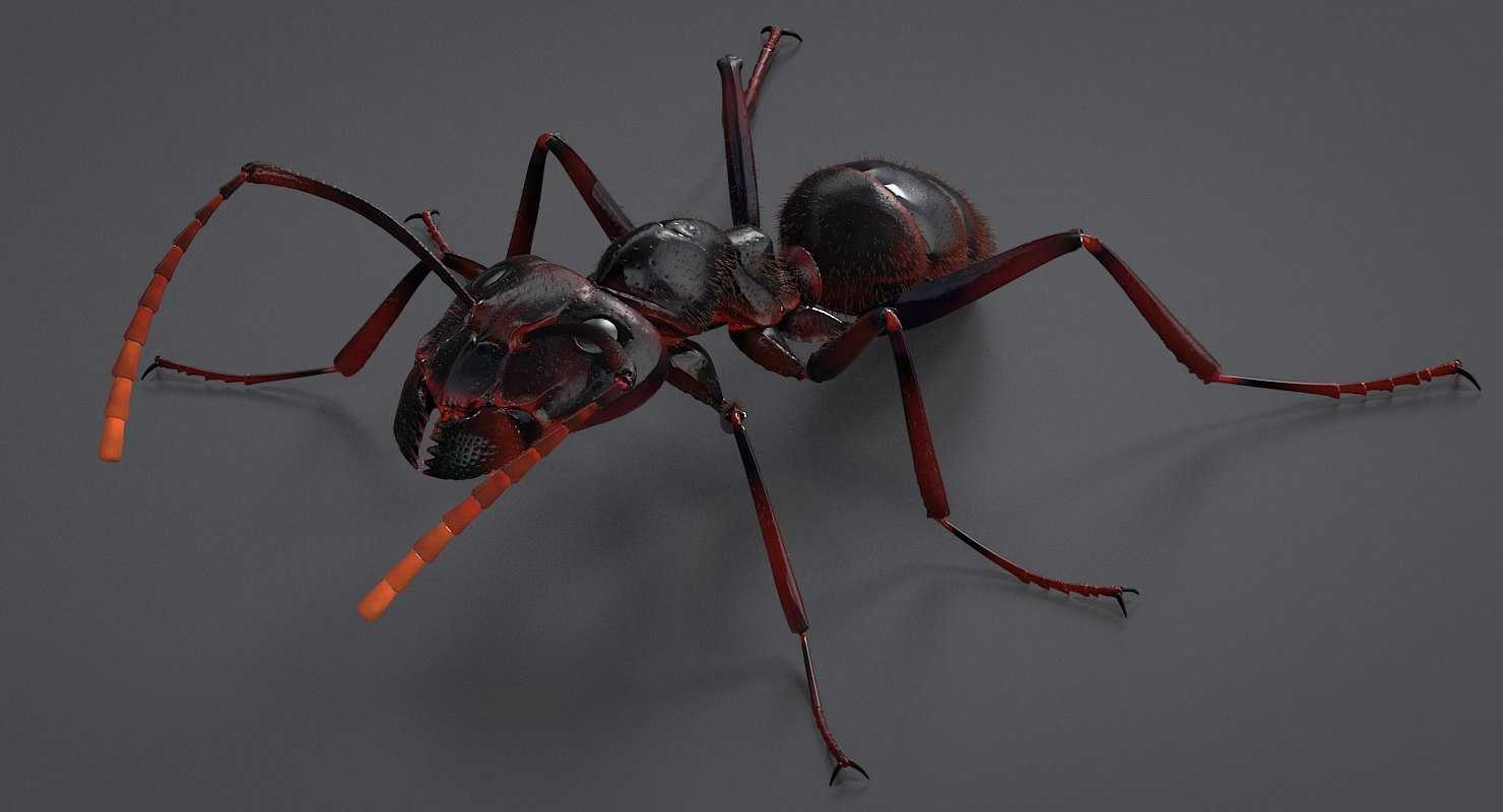 Realistic black ant real model - TurboSquid 1339012