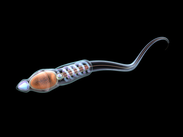 Sperm 3D Models for Download | TurboSquid