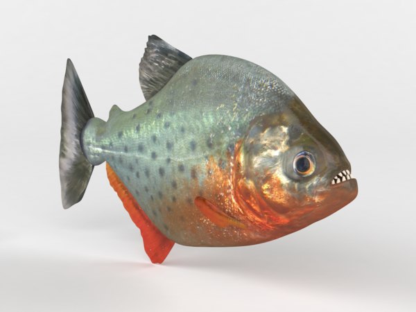 rigged monster fish arapaima 3d model