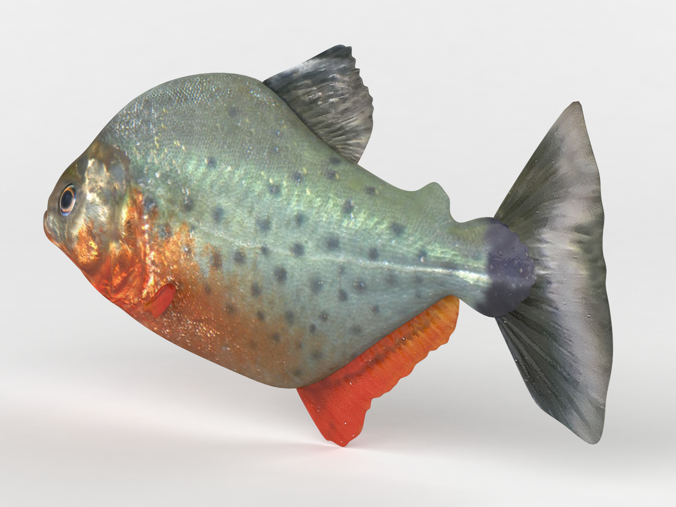 3D piranha modeled model - TurboSquid 1339770