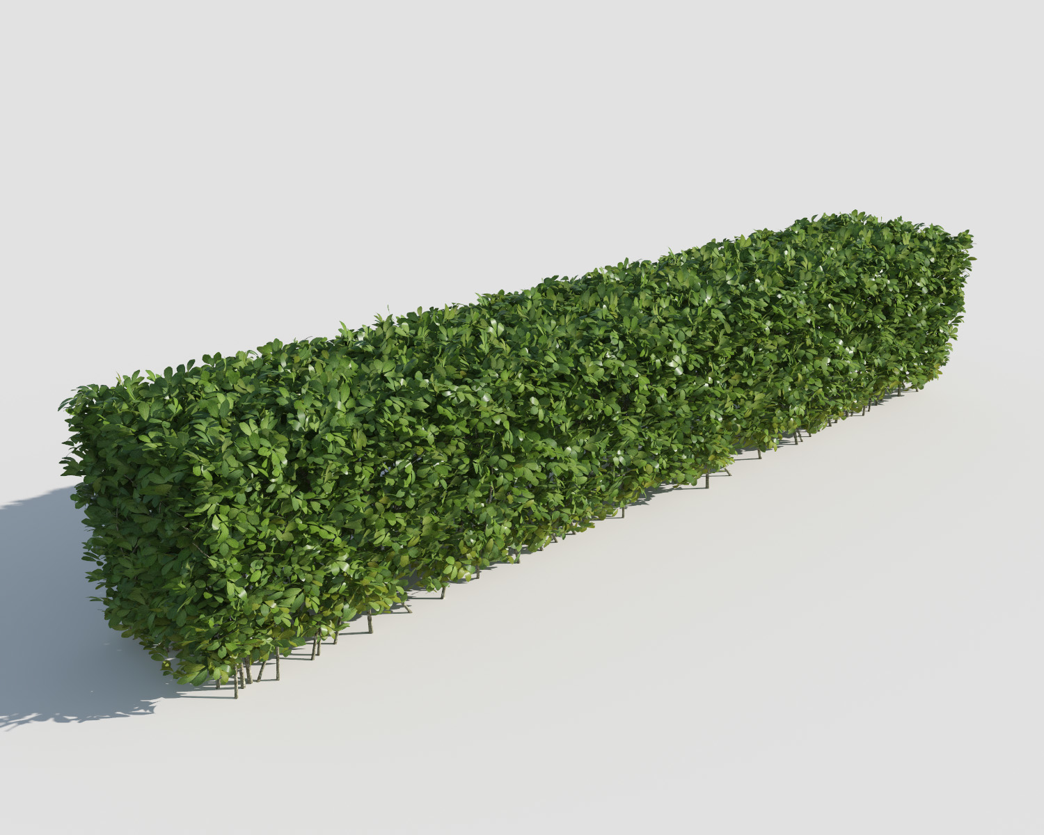 hedge 3d max