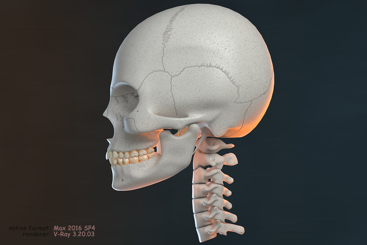 3D skull v-ray model - TurboSquid 1339697