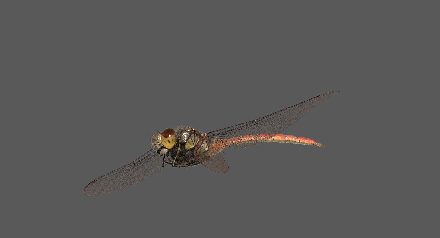 3D dragonfly common darter animation flying - TurboSquid 1340479