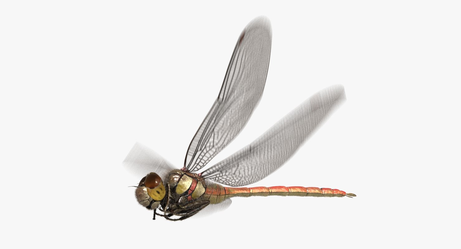 3D dragonfly common darter animation flying - TurboSquid 1340479