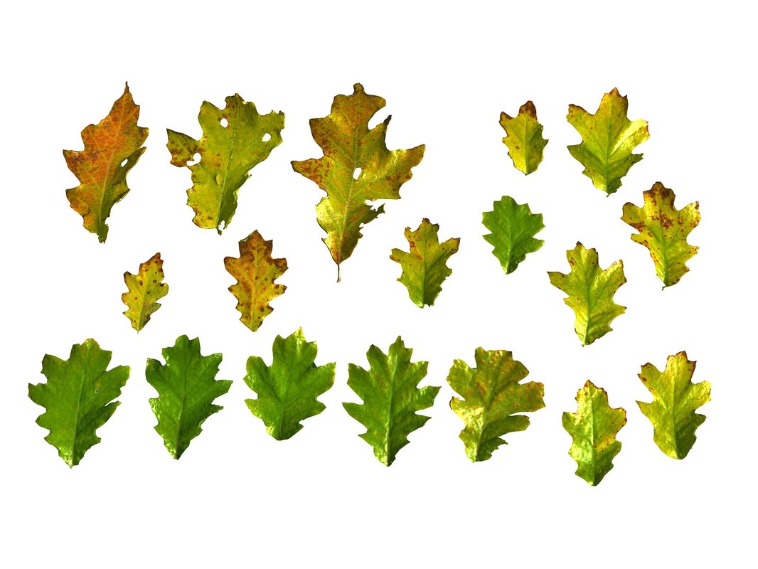 Autumn leaves scan pack 3D model - TurboSquid 1340280