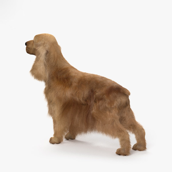 English cocker spaniel 3D model - TurboSquid 1340283