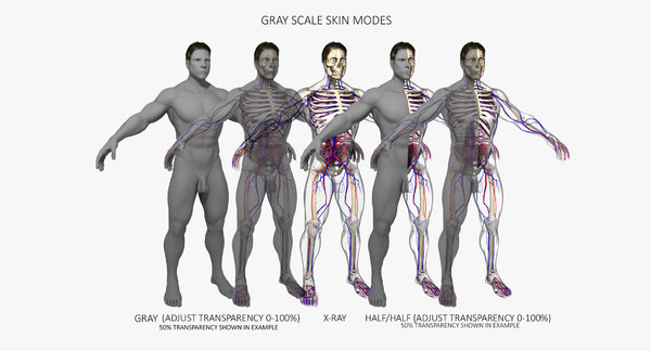 ultimate complete male anatomy 3d model
