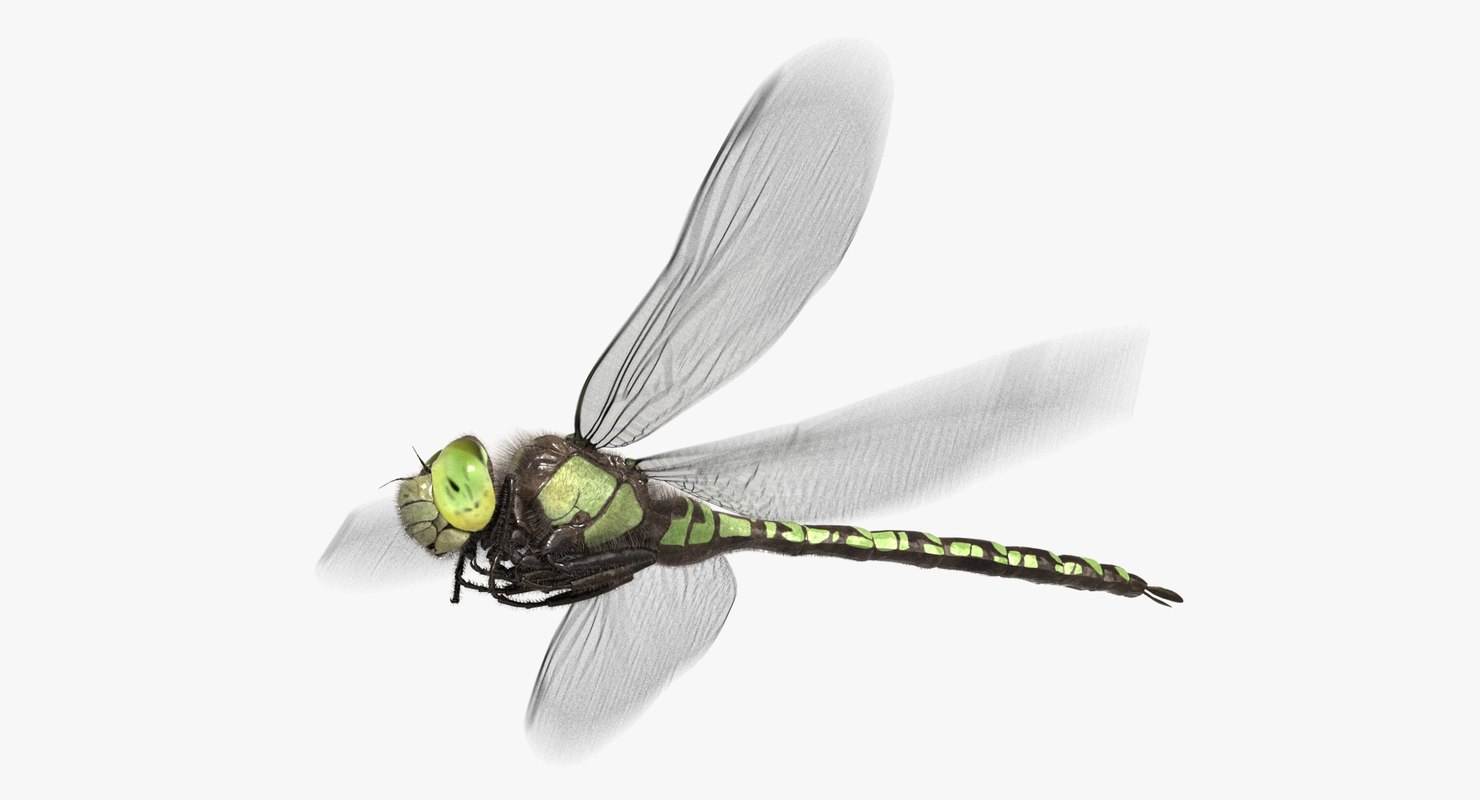 Dragonfly southern hawker animation flying 3D - TurboSquid 1340800