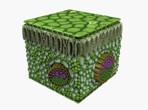 Free 3D Leaf Models | TurboSquid