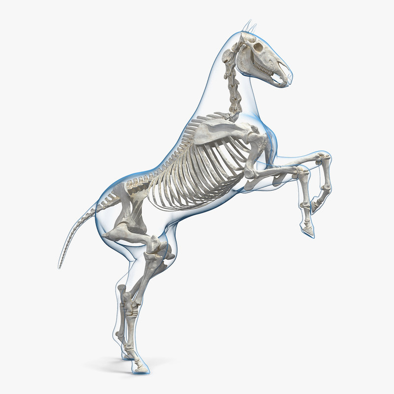 3D rearing horse envelope skeleton model - TurboSquid 1341395