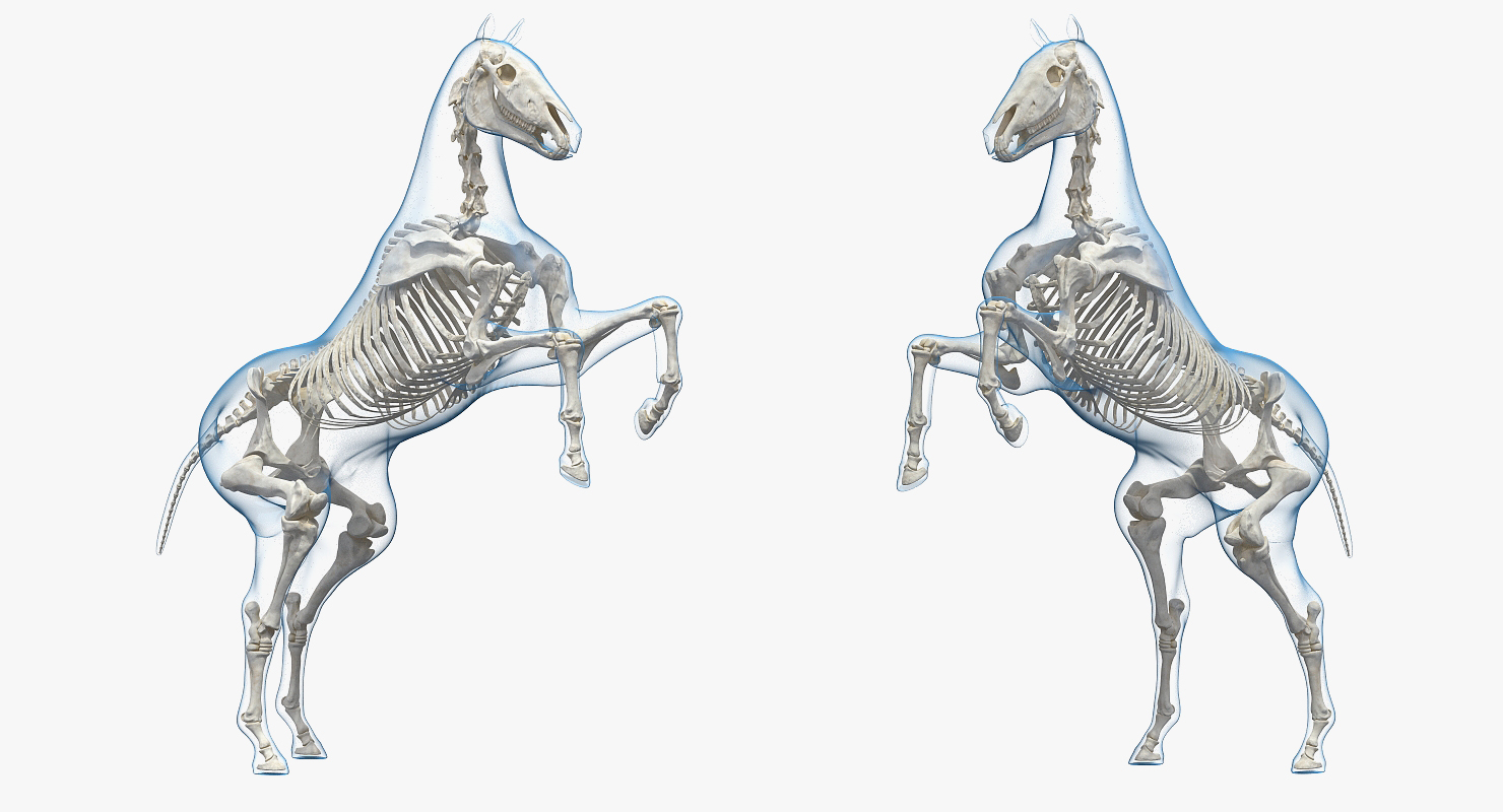 3D rearing horse envelope skeleton model - TurboSquid 1341395