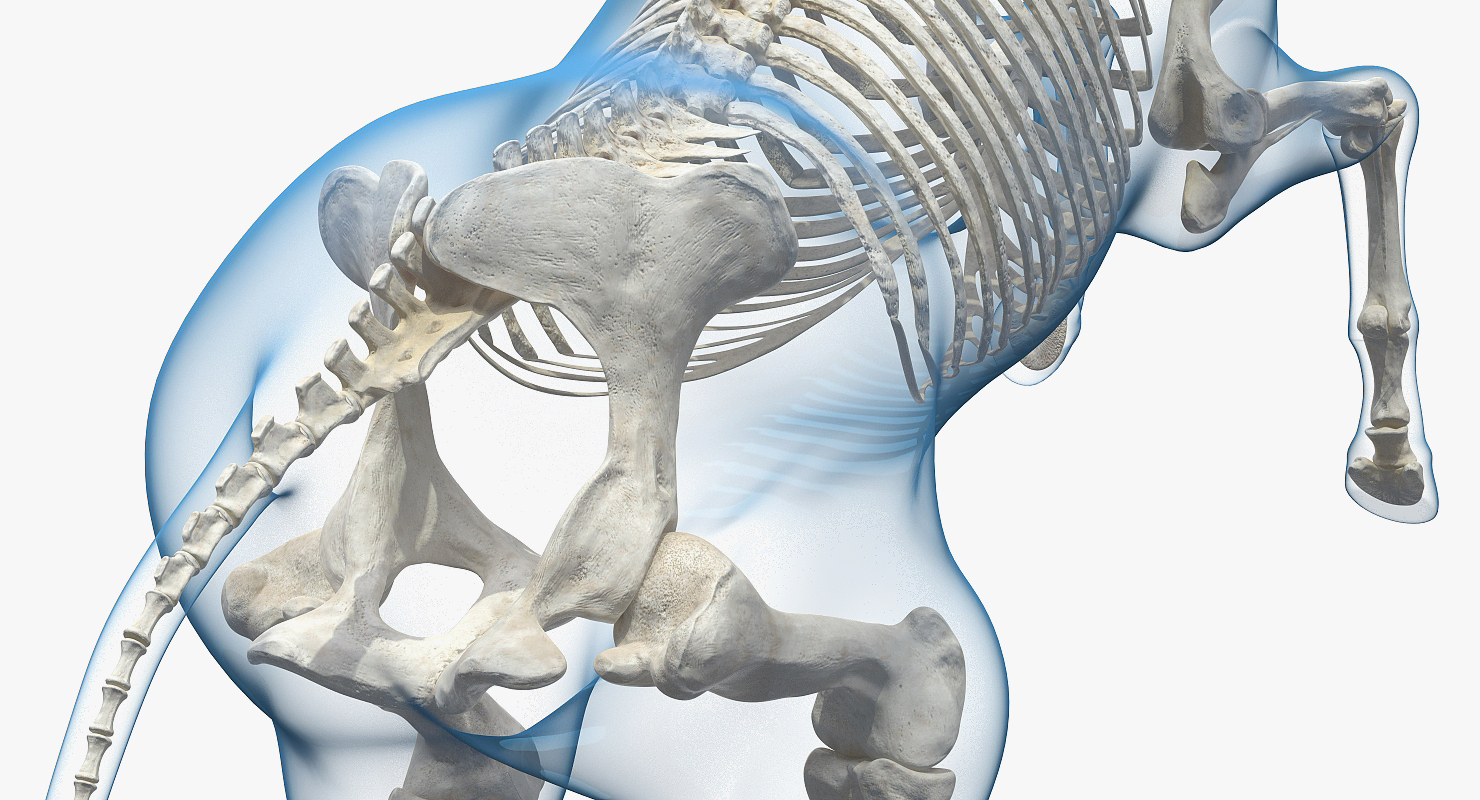 3D rearing horse envelope skeleton model - TurboSquid 1341395