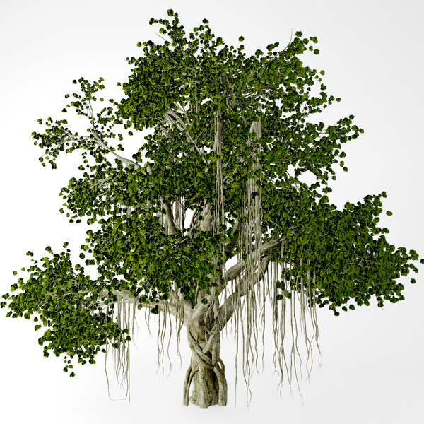 Free 3D Tree-Banyan Models | TurboSquid