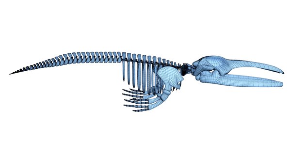 modelo 3d Esqueleto de ballena azul - TurboSquid 1341786