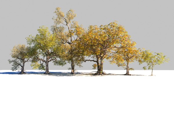 3D autumn trees pack 6 - TurboSquid 1341993