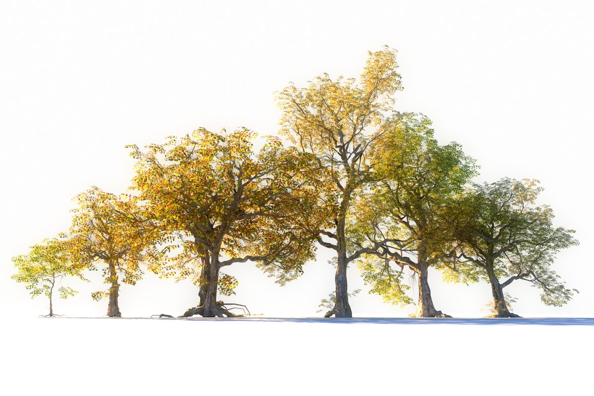 3D autumn trees pack 6 - TurboSquid 1341993