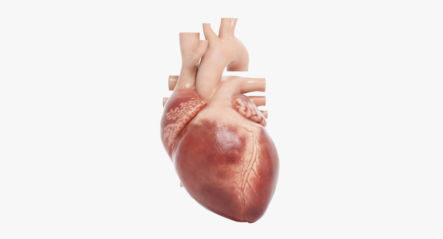 3D human heart - TurboSquid 1173861