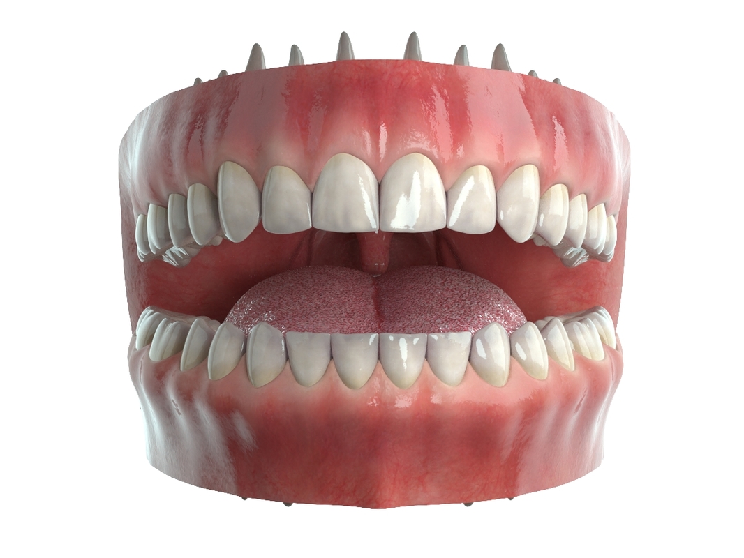 Realistic mouth 3D model - TurboSquid 1342408