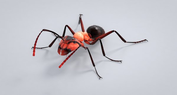 3D realistic ant real - TurboSquid 1339956