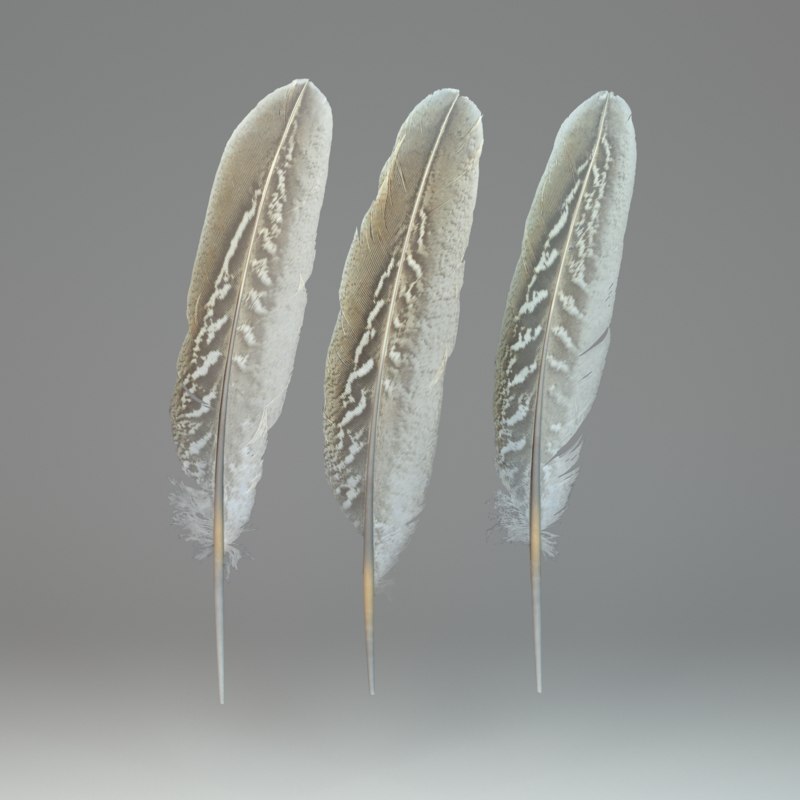 3D feathers - TurboSquid 1343315