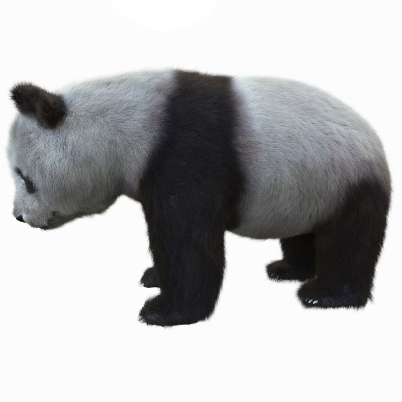 Rigged panda bear fur model - TurboSquid 1343608