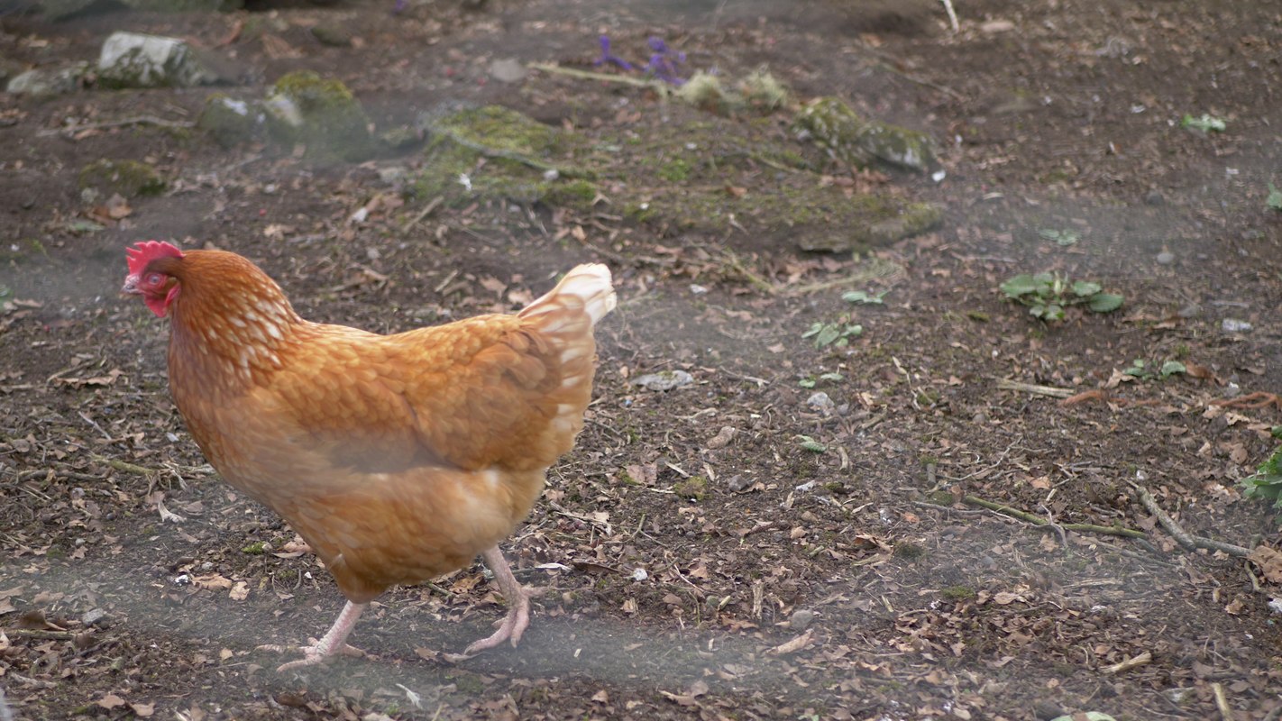Texture Quicktime chicken wire feathers