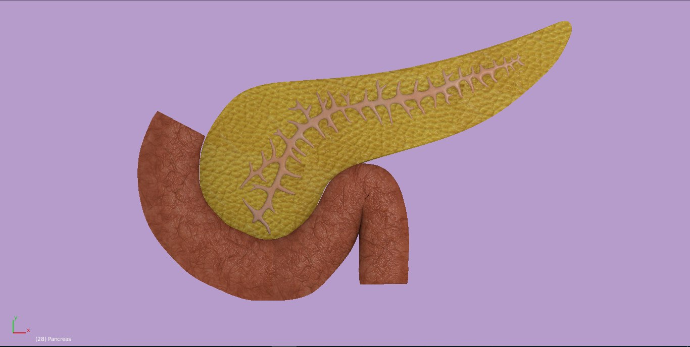 3D human pancreas - TurboSquid 1344240