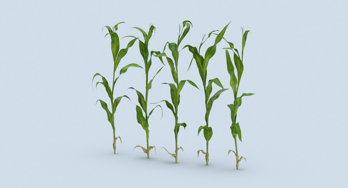 3D corn-stalks-and-patch---row model - TurboSquid 1344456