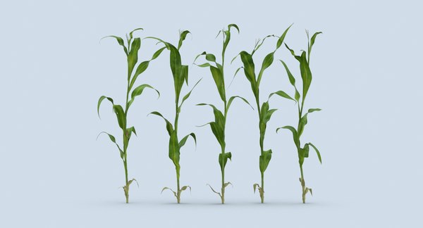3D corn-stalks-and-patch---row model - TurboSquid 1344456